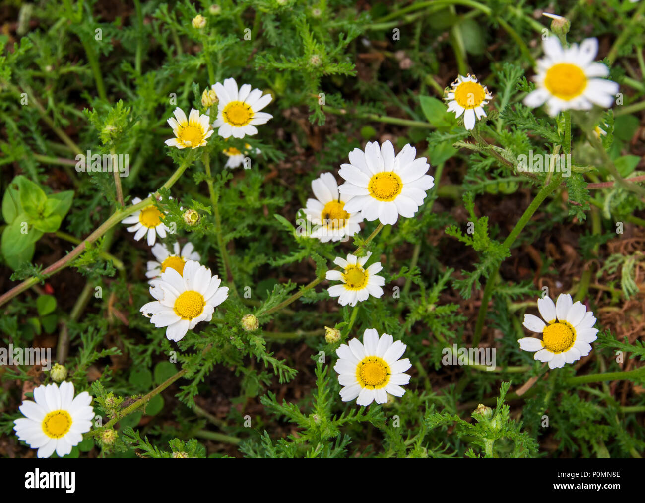 Camomile plant with flowers, comun name Camomile, scientific name ...