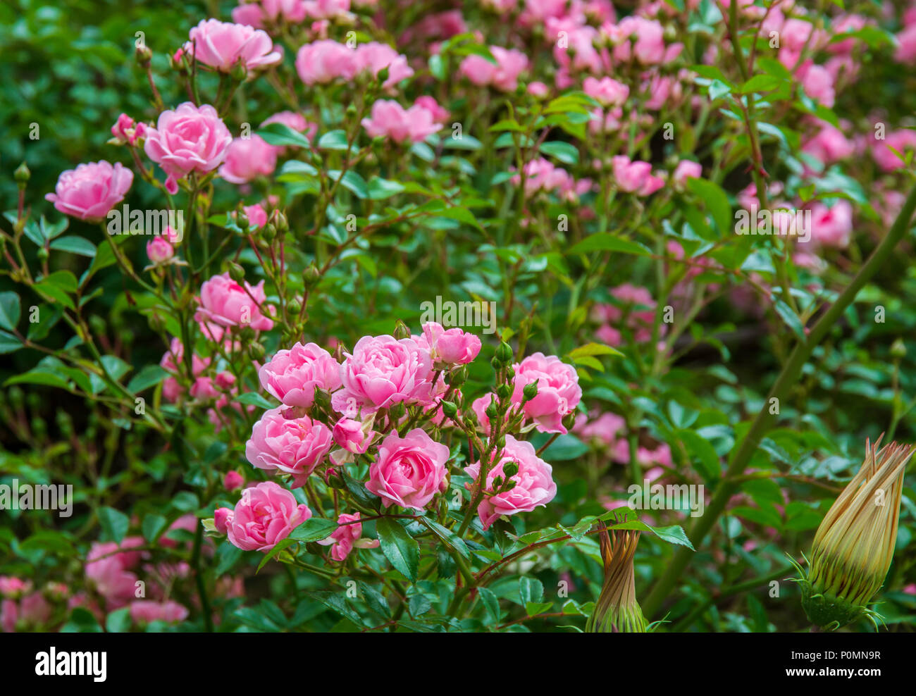 Rosa rosa grootendorst hi-res stock photography and images - Alamy