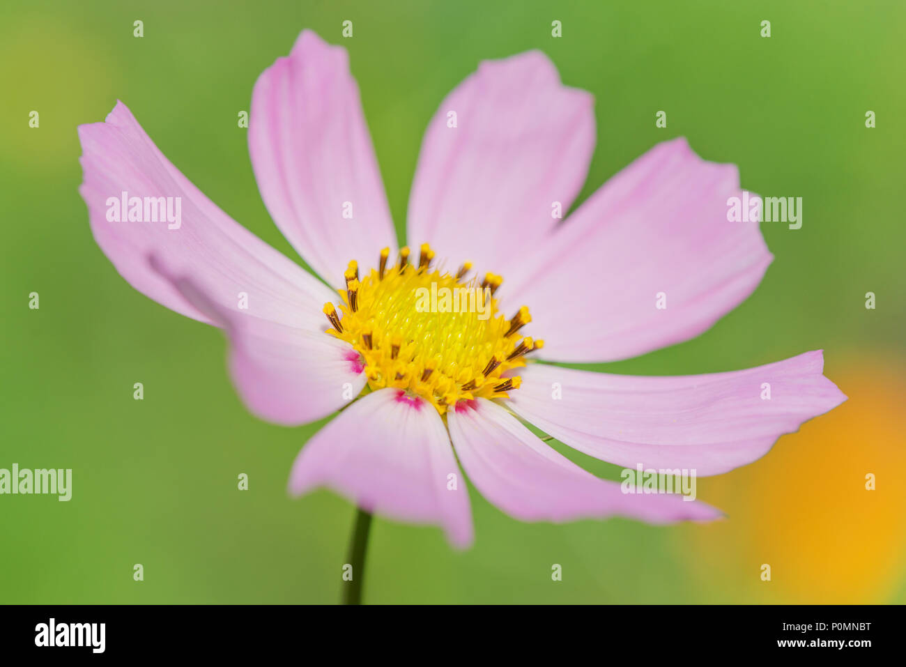 Single pink Cosmos flower on a green background closeup Stock Photo - Alamy