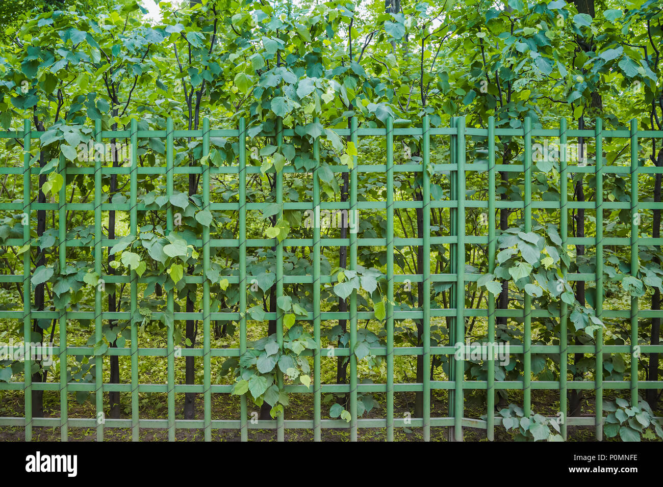 Checkered fence hi-res stock photography and images - Alamy