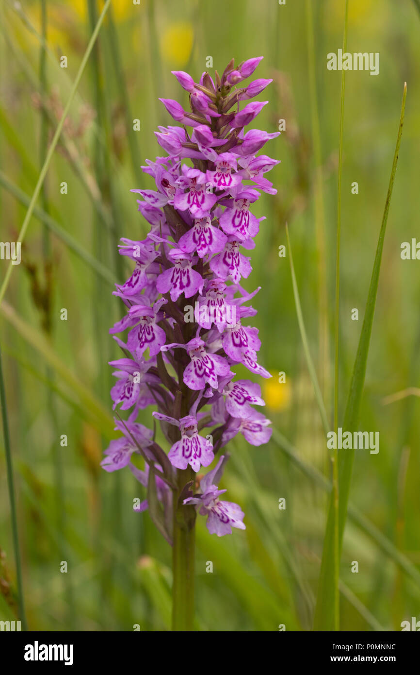 Purple Marsh Flower High Resolution Stock Photography and Images - Alamy