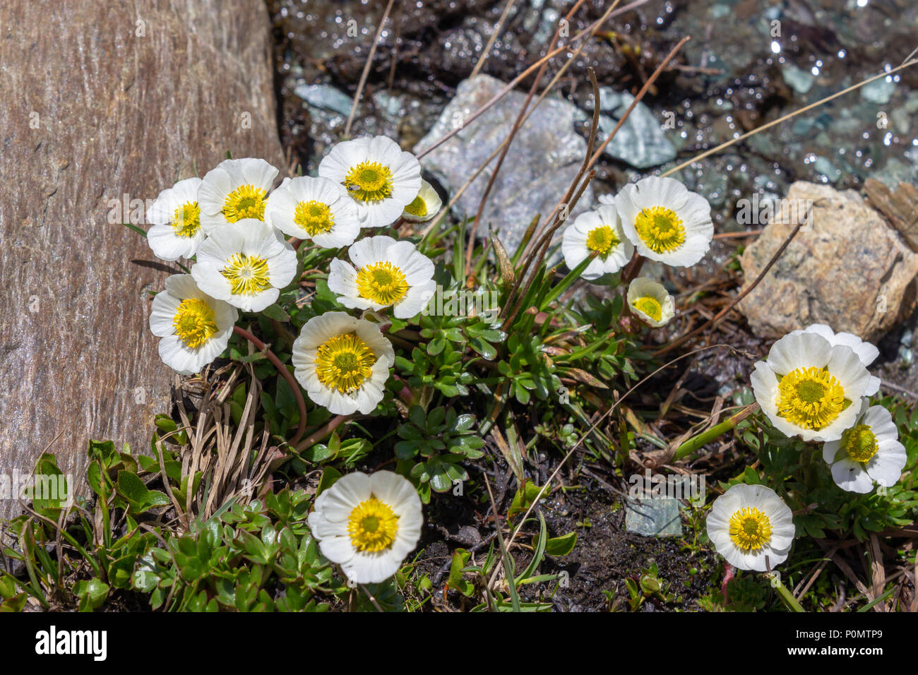 White alpine flower italy hi-res stock photography and images - Alamy