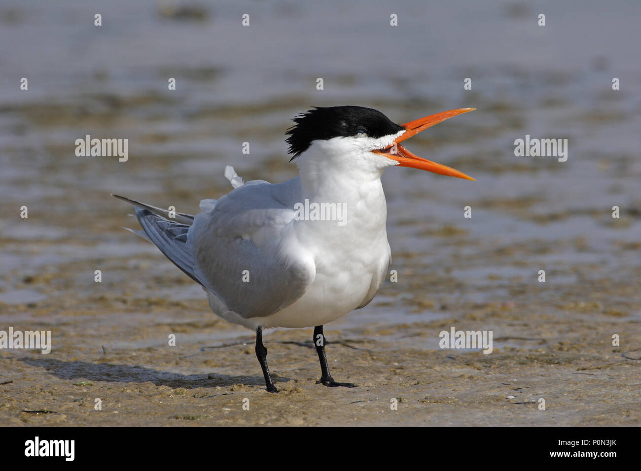 Royal Terns in courtship and mating on Fort De Soto Park, Florida Stock ...