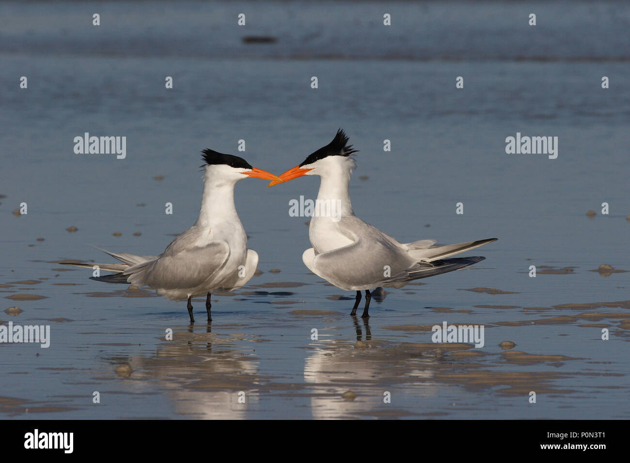 Royal Terns in courtship and mating on Fort De Soto Park, Florida Stock ...