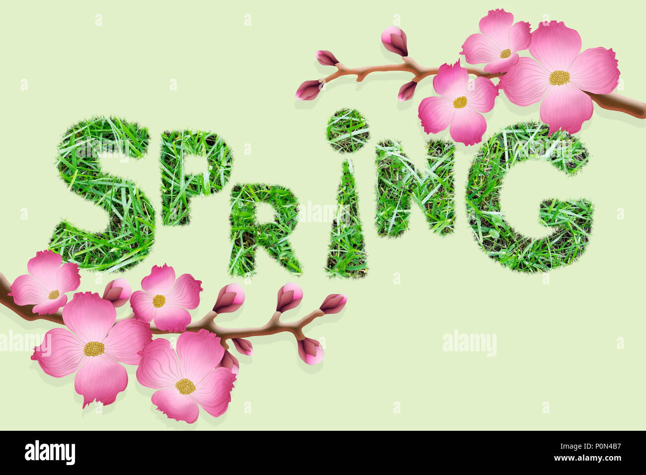The word spring texture of green grass, pink sakura flowers on a green ...