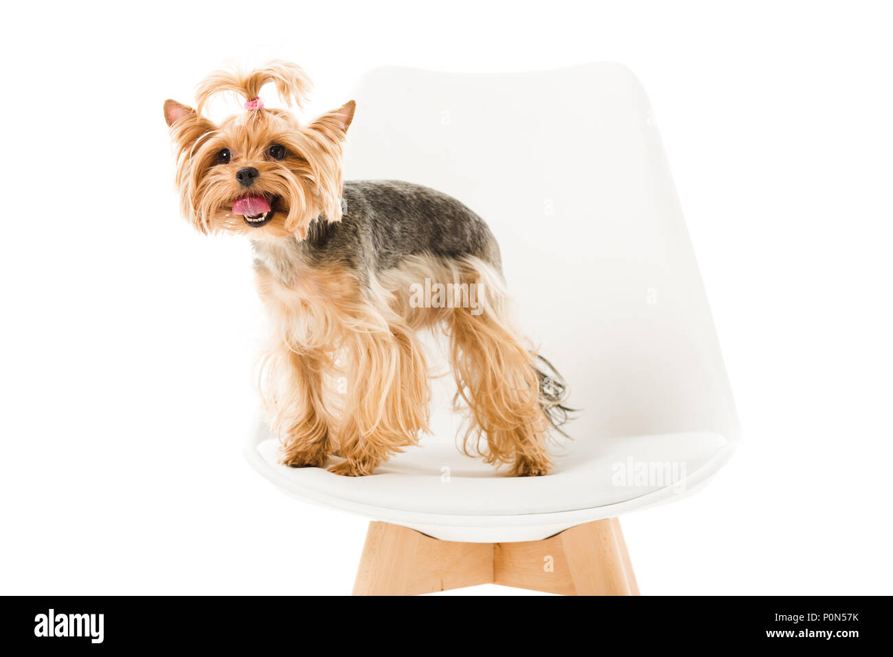 Cute yorkie dog standing on chair isolated on white Stock Photo - Alamy