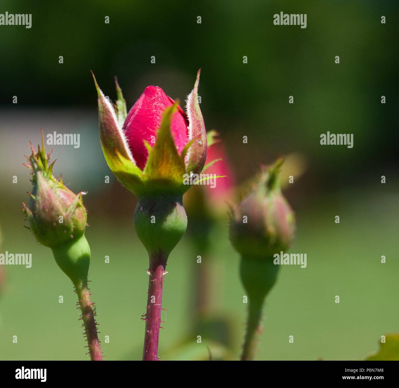 Three rose buds ready to bloom Stock Photo - Alamy
