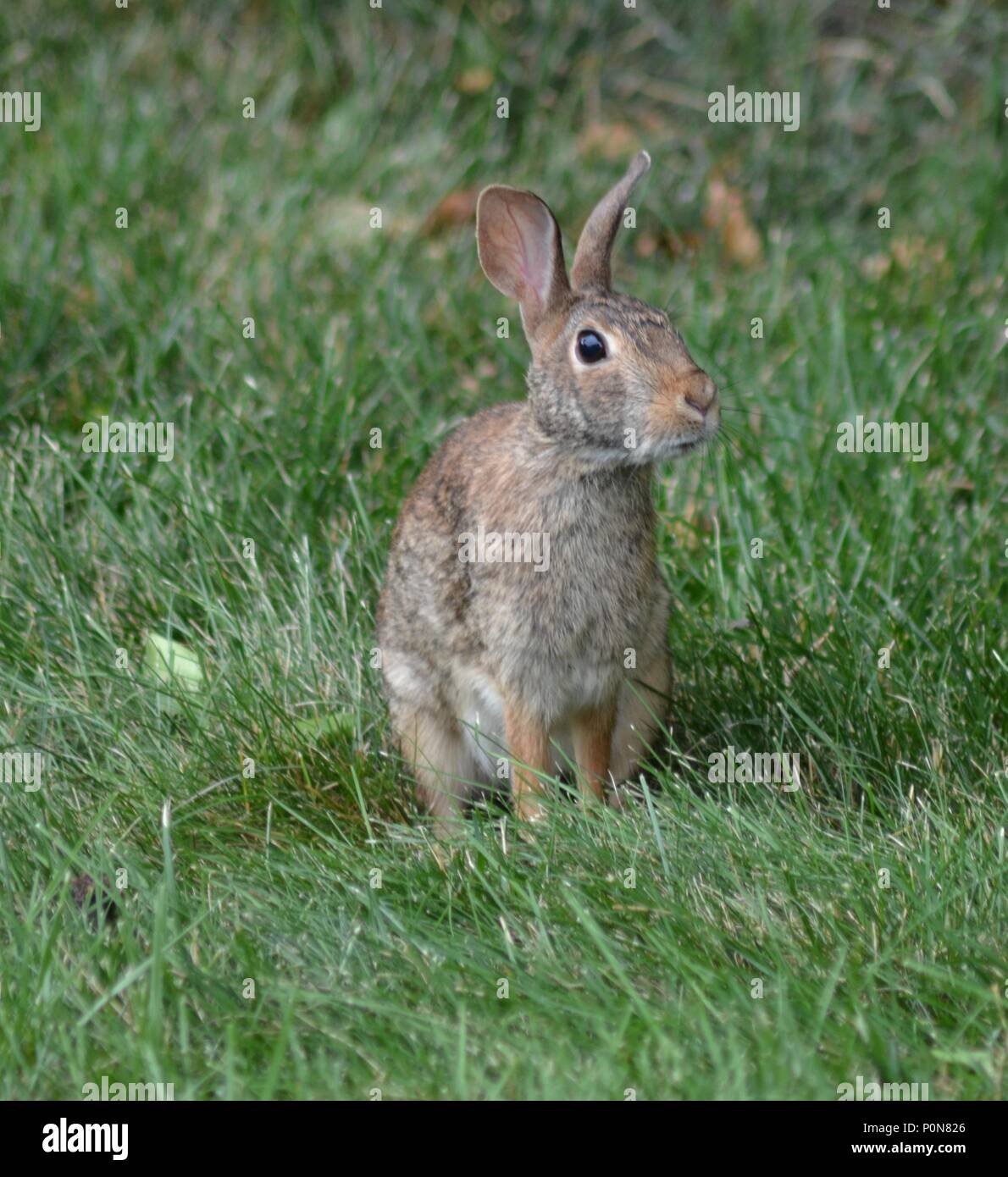Curious rabbit hi-res stock photography and images - Alamy