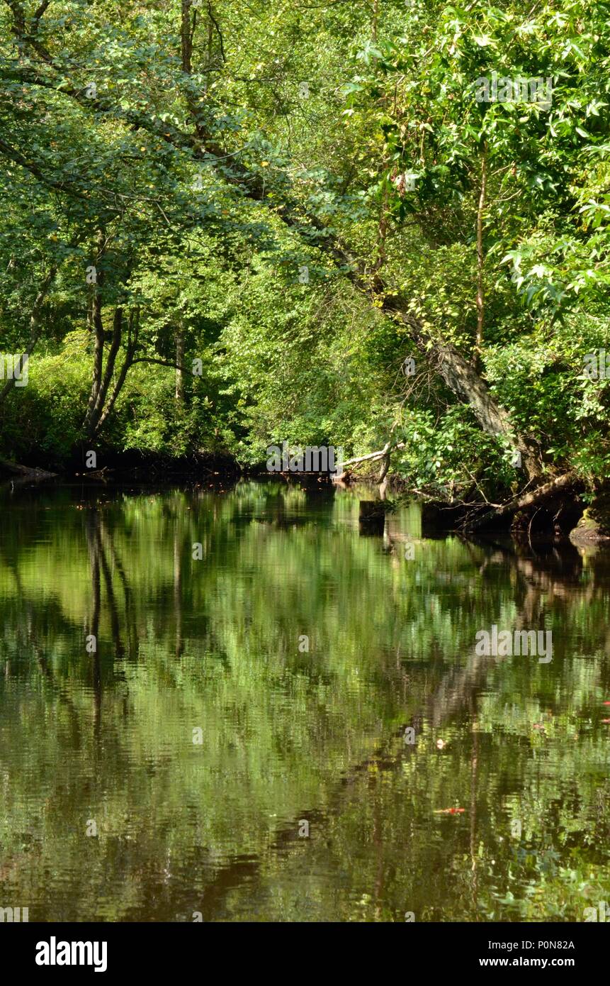 Cedar trees with reflection hi-res stock photography and images - Alamy
