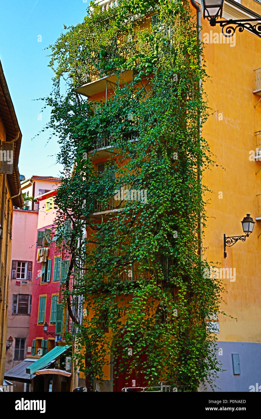 Curly plants hi-res stock photography and images - Alamy