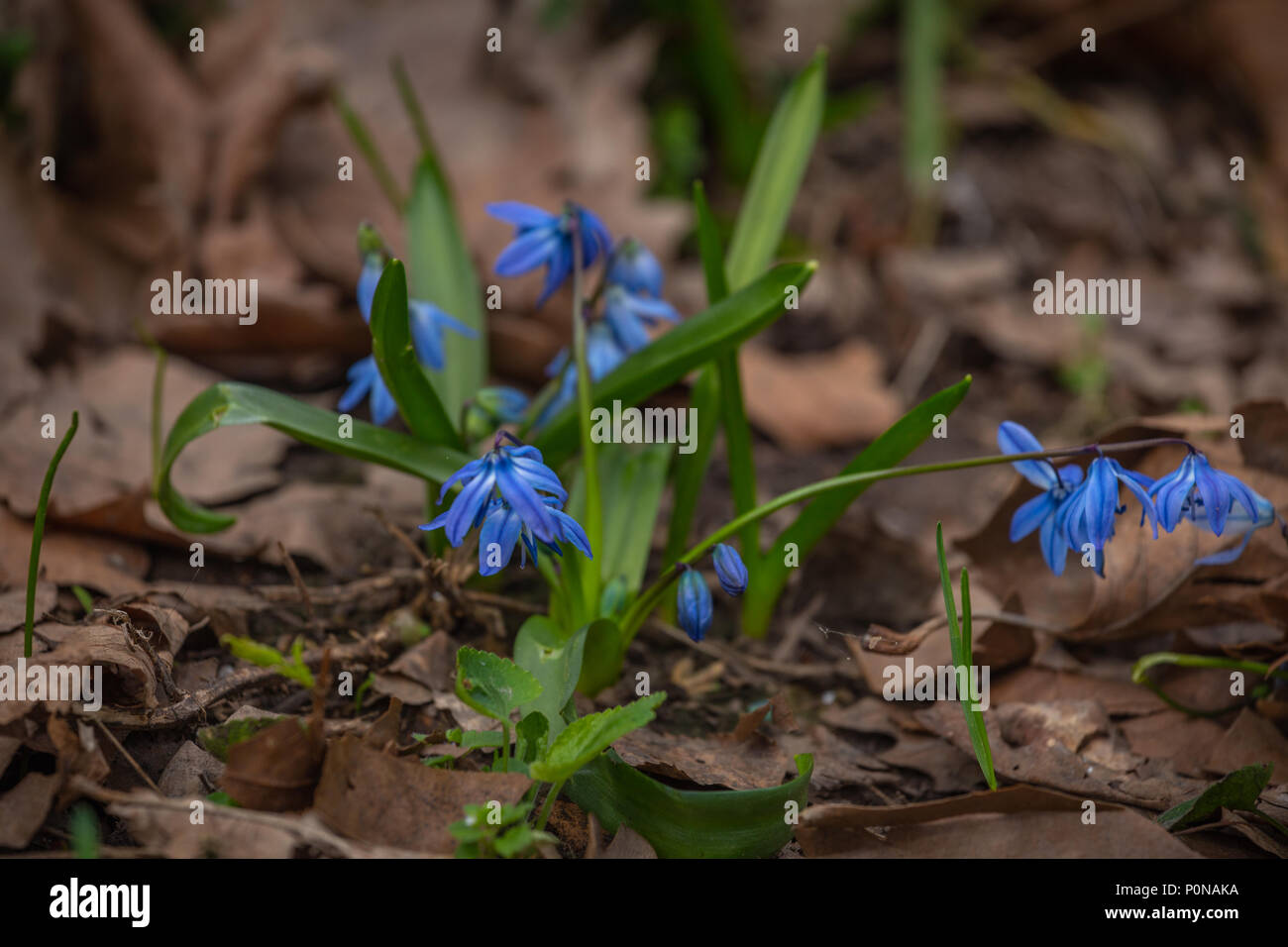Siberian squill blue flower Stock Photo - Alamy