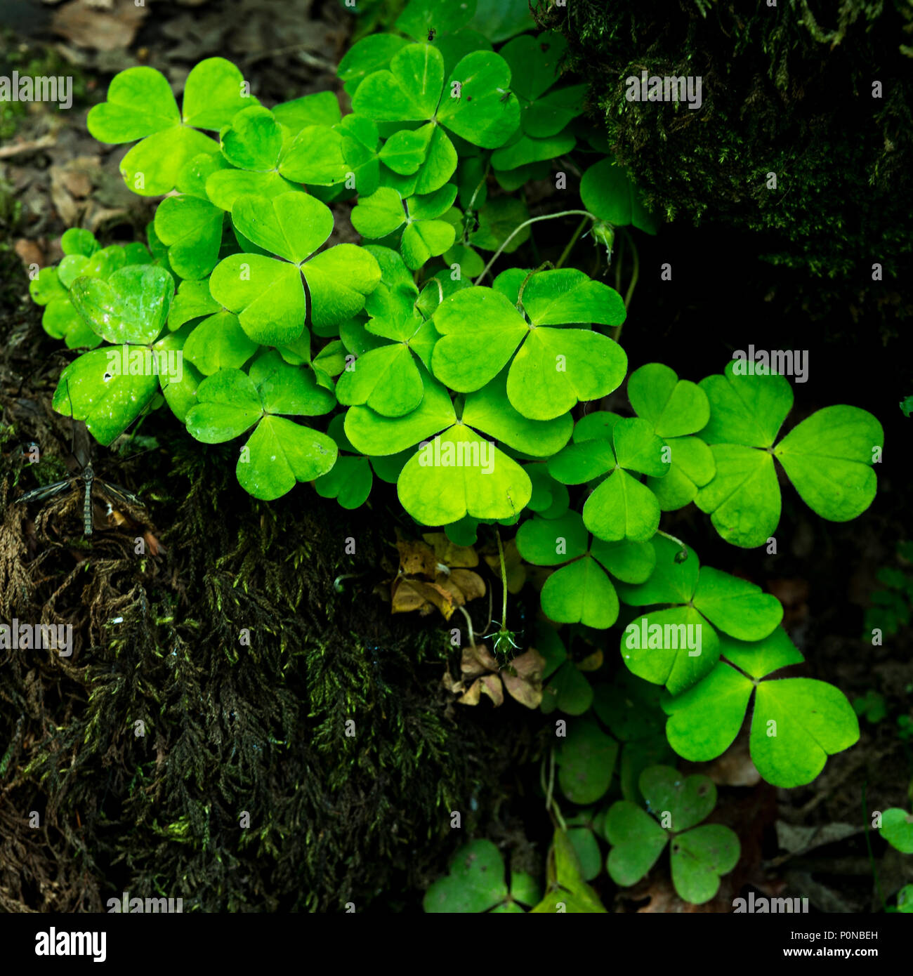 Clover green patch hi-res stock photography and images - Alamy