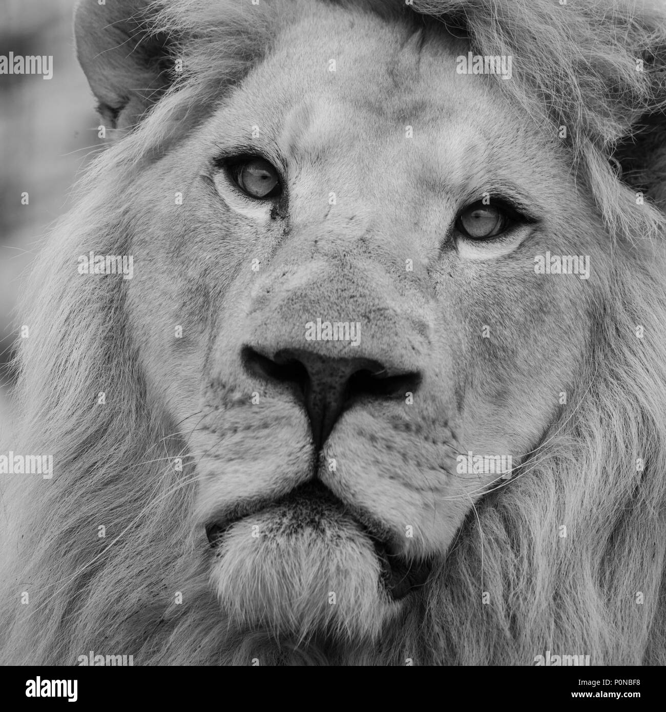 Stunning intimate portrait of white Barbary Atlas Lion Panthera Leo in ...