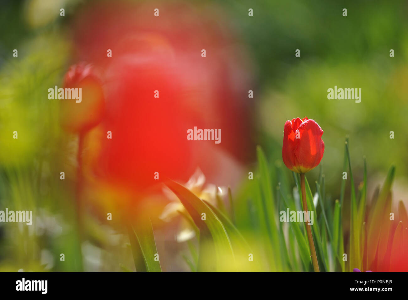 Backlit white tulips hi-res stock photography and images - Alamy