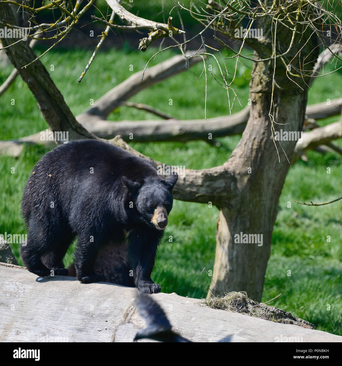 American Black Bear Ursus Americanus in lush forest landscape setting ...