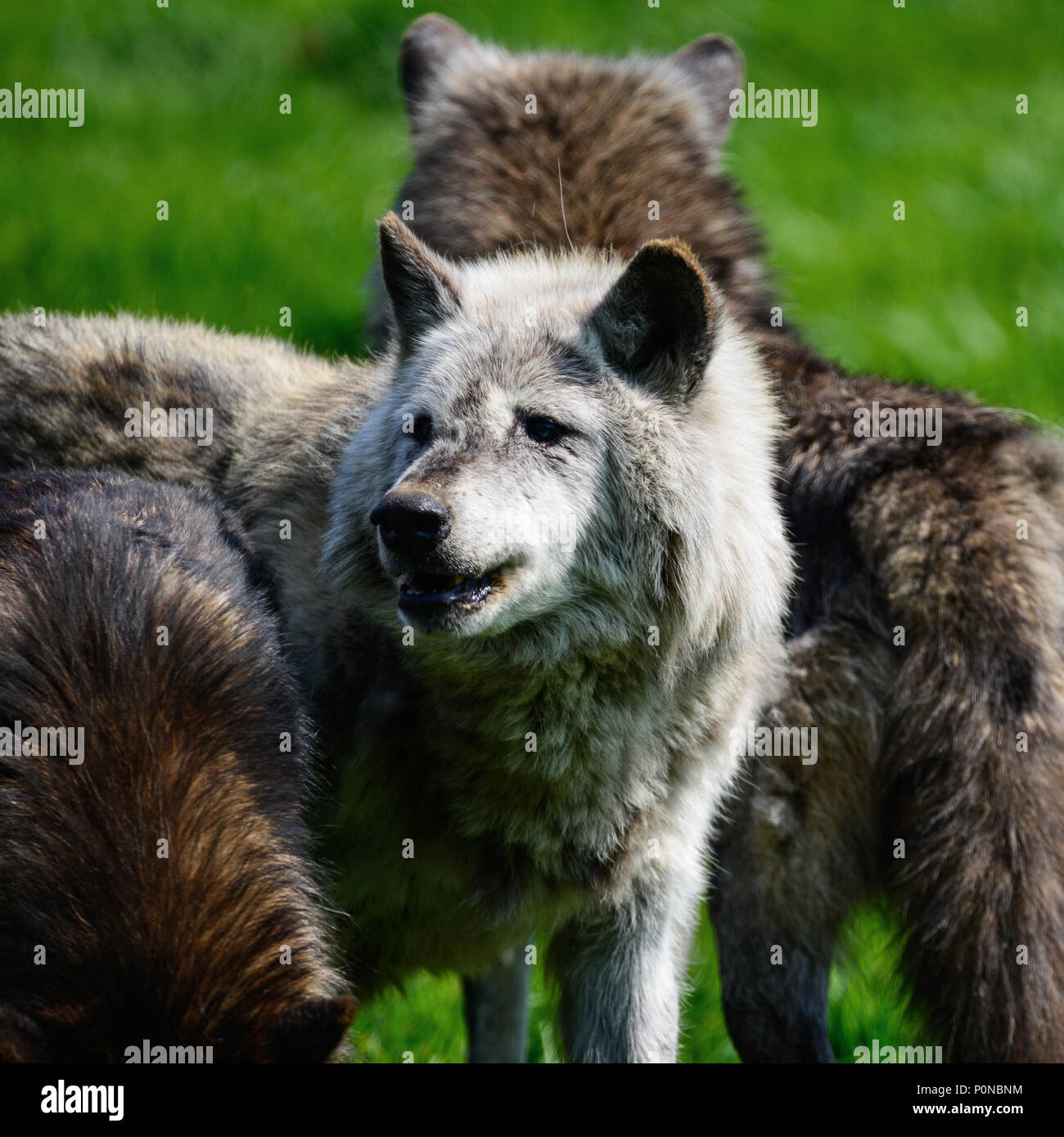 Beautiful grey Timber Wolf Cnis Lupus stalking and eating in forest ...