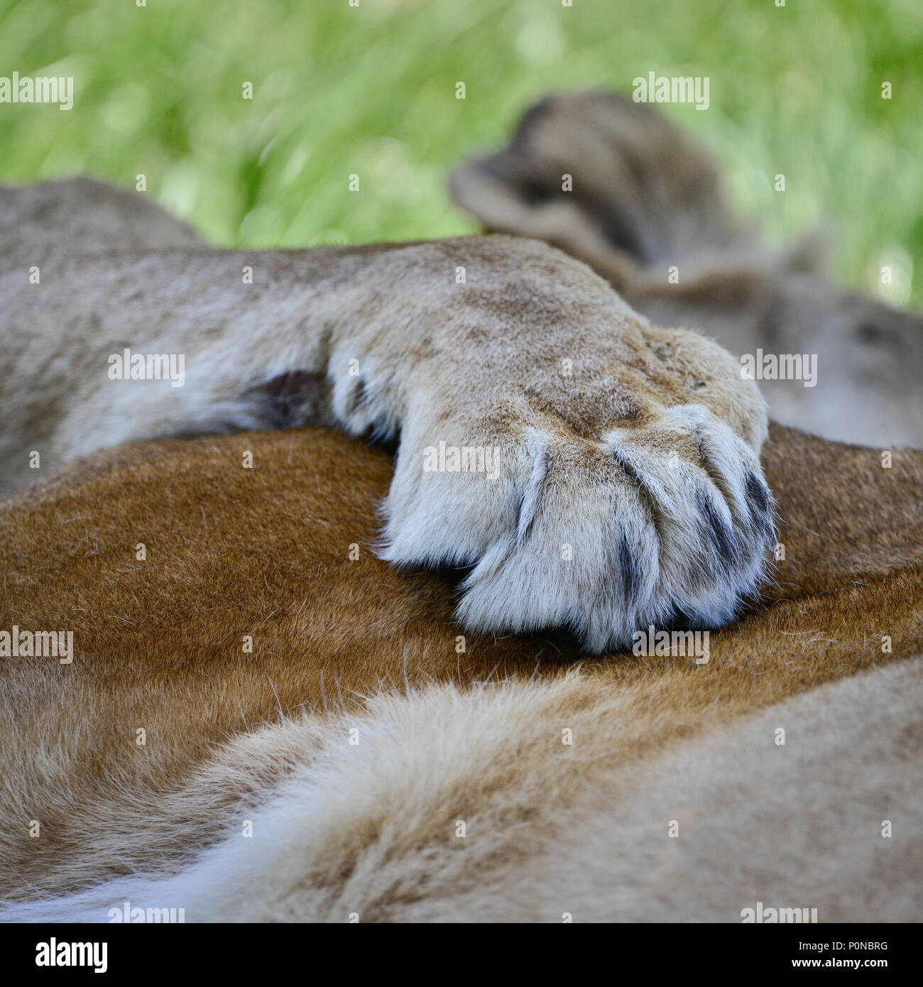 Beautiful close up image of female African Lion Panthera Leo Leo ...