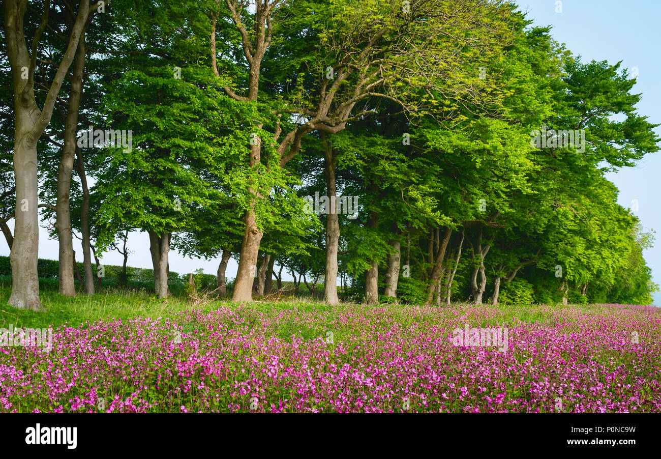Wild flowers in bloom flanked by trees with spring leaves on a bright ...