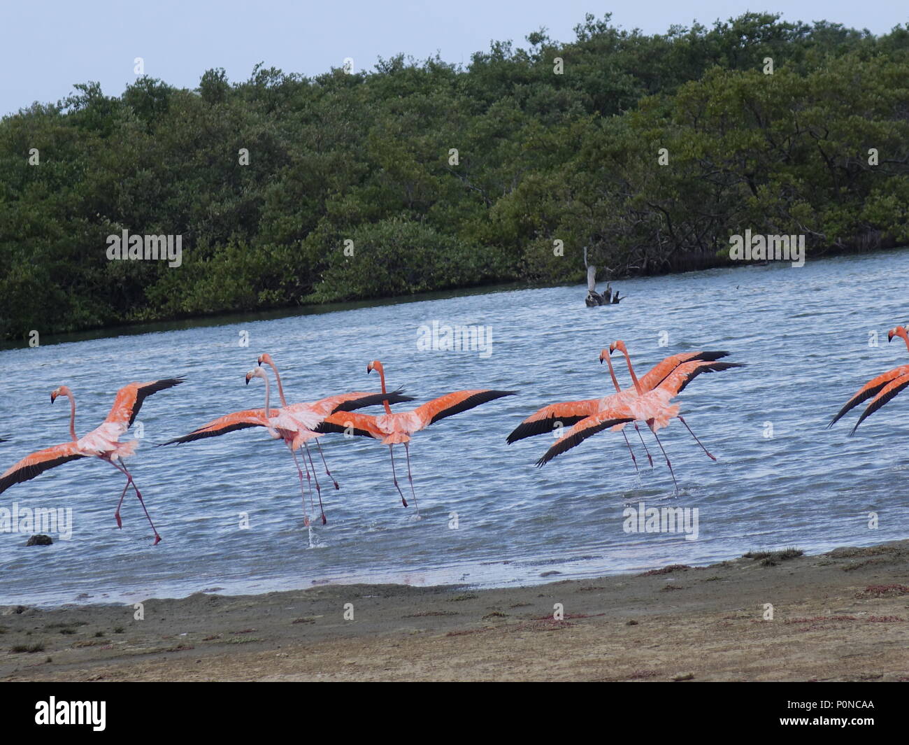 Bonaire Flamingos High Resolution Stock Photography and Images - Alamy
