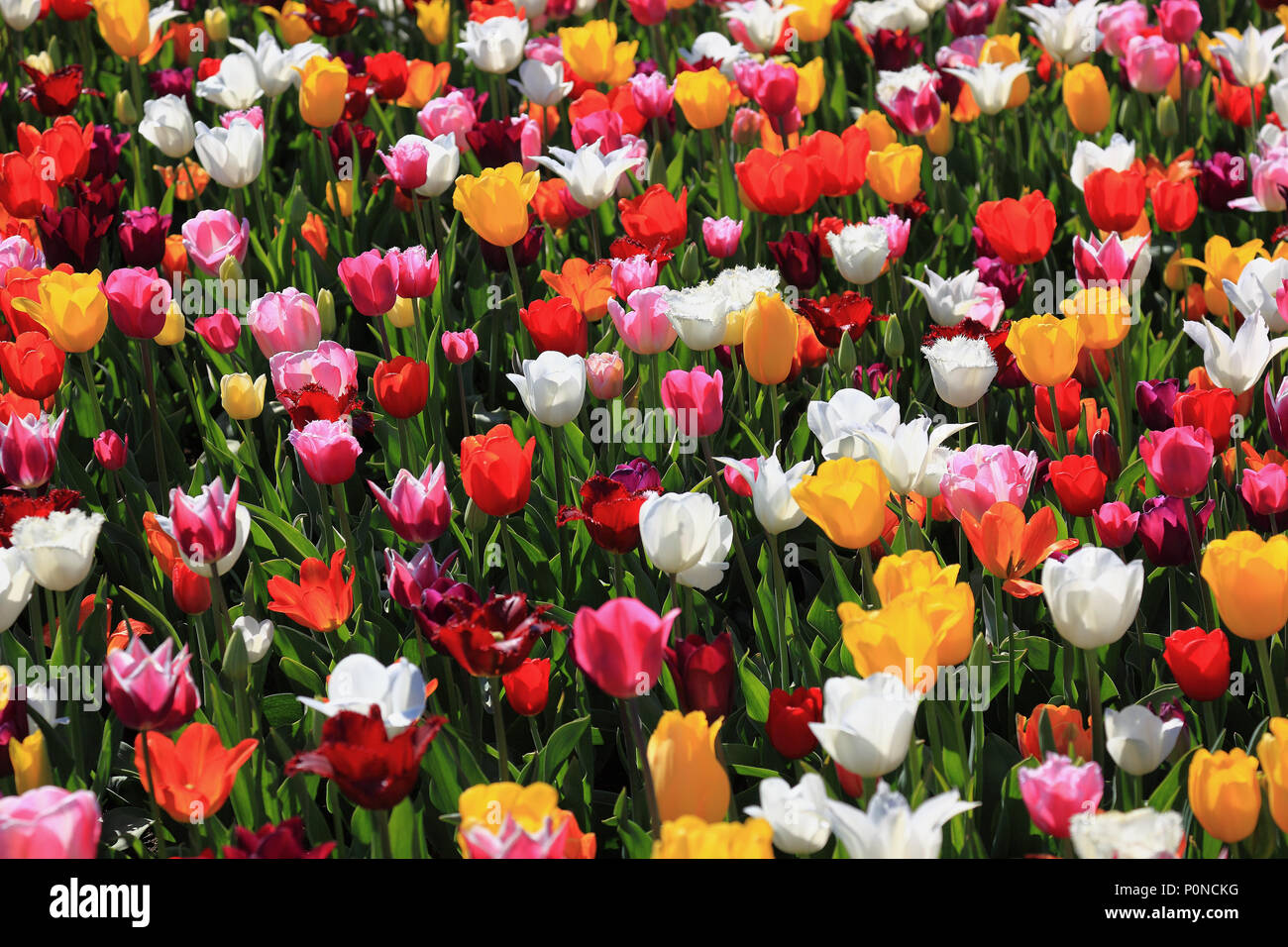 many colorful tulips in one area Stock Photo - Alamy