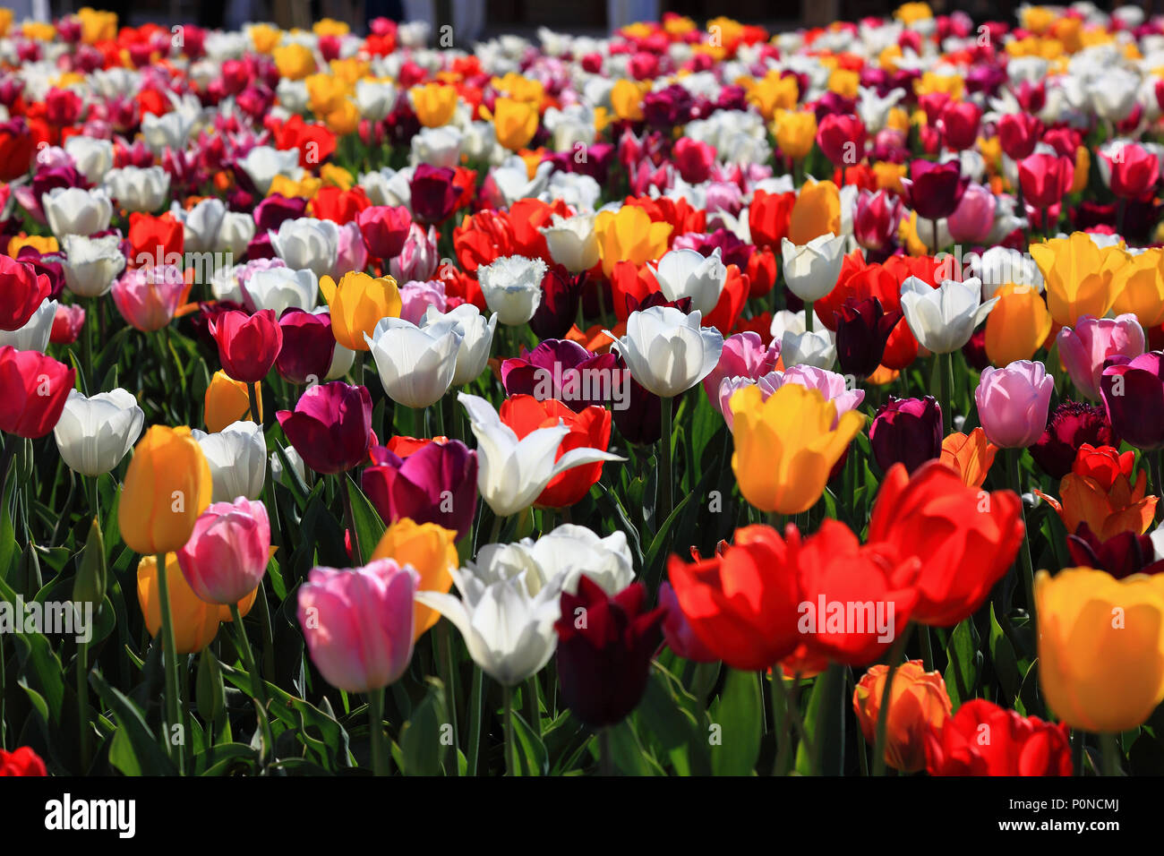 many colorful tulips in one area Stock Photo - Alamy
