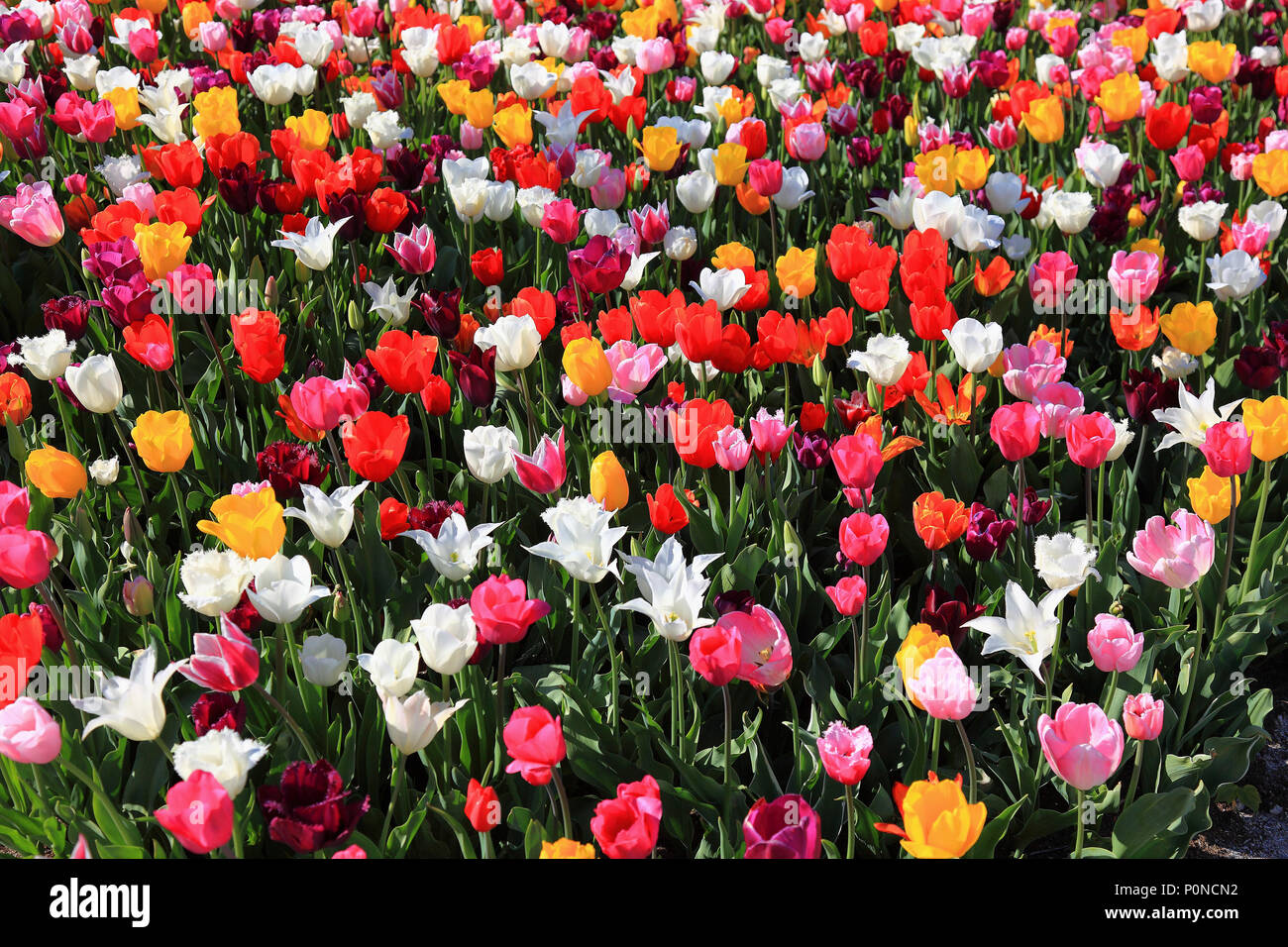 many colorful tulips in one area Stock Photo - Alamy