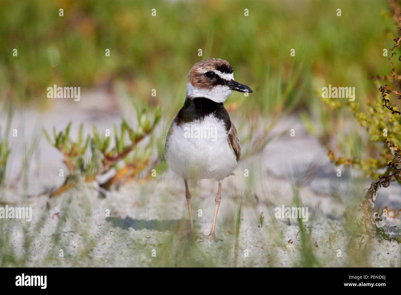 Wilson's Plover at Fort DeSoto Florida Stock Photo - Alamy