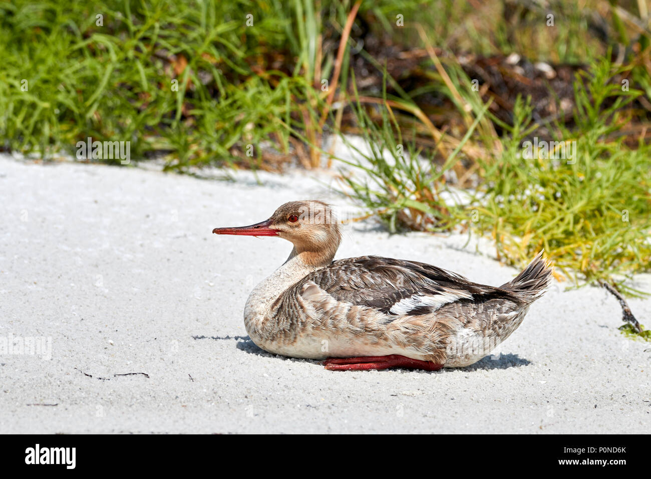 Sitting on fort hi-res stock photography and images - Alamy