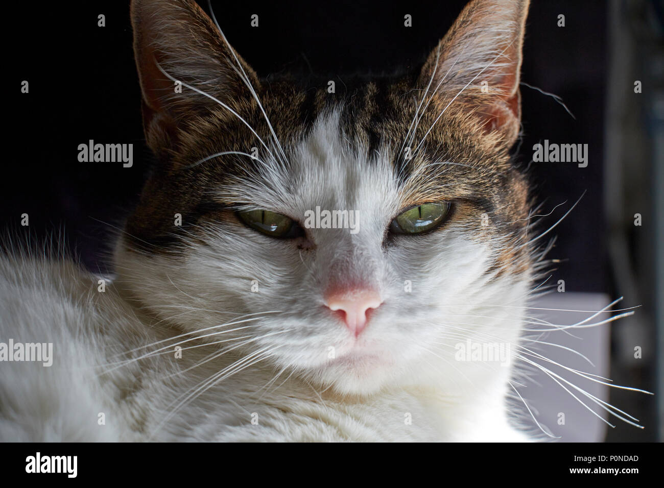 Wirehair cat hi-res stock photography and images - Alamy