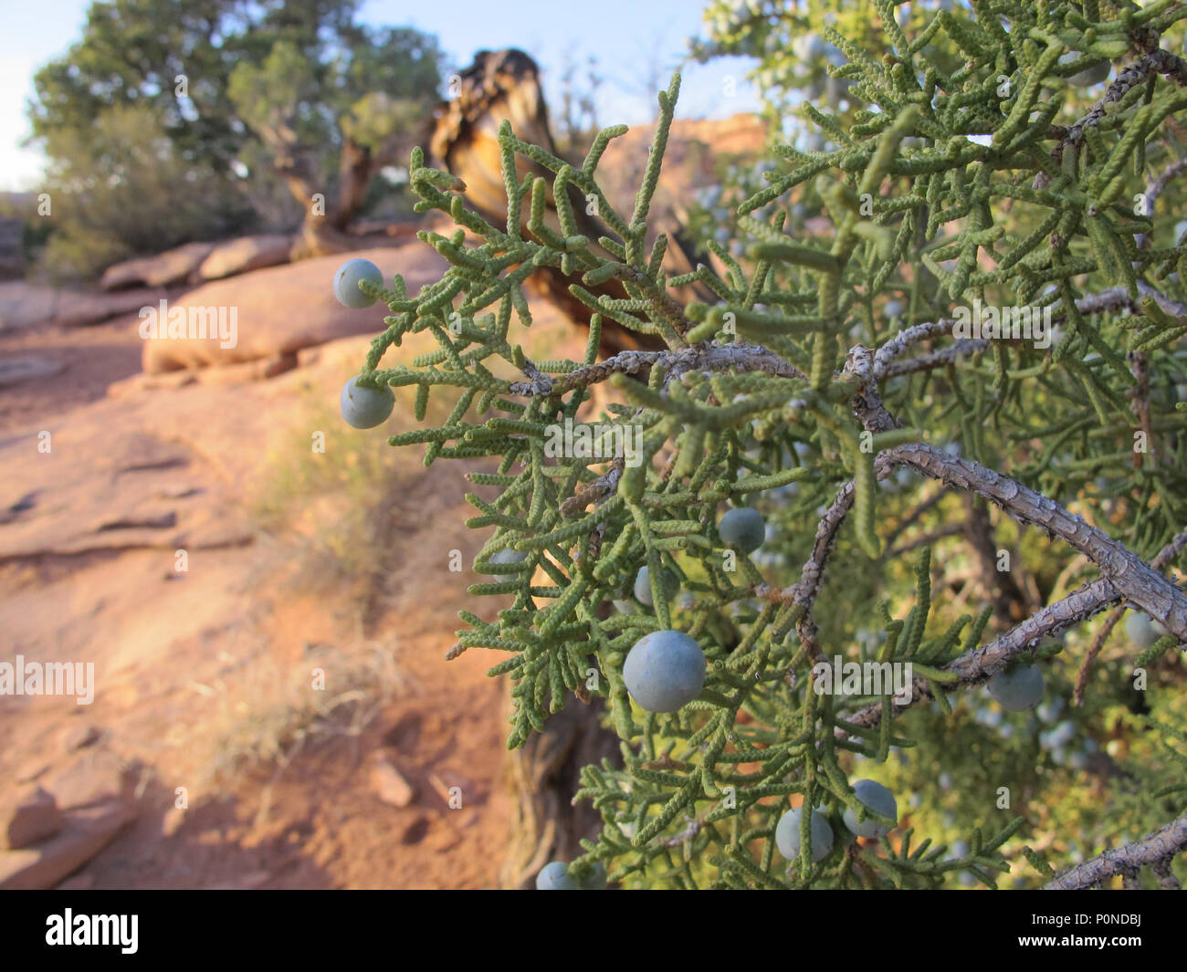 Rock berry tree hi-res stock photography and images - Alamy