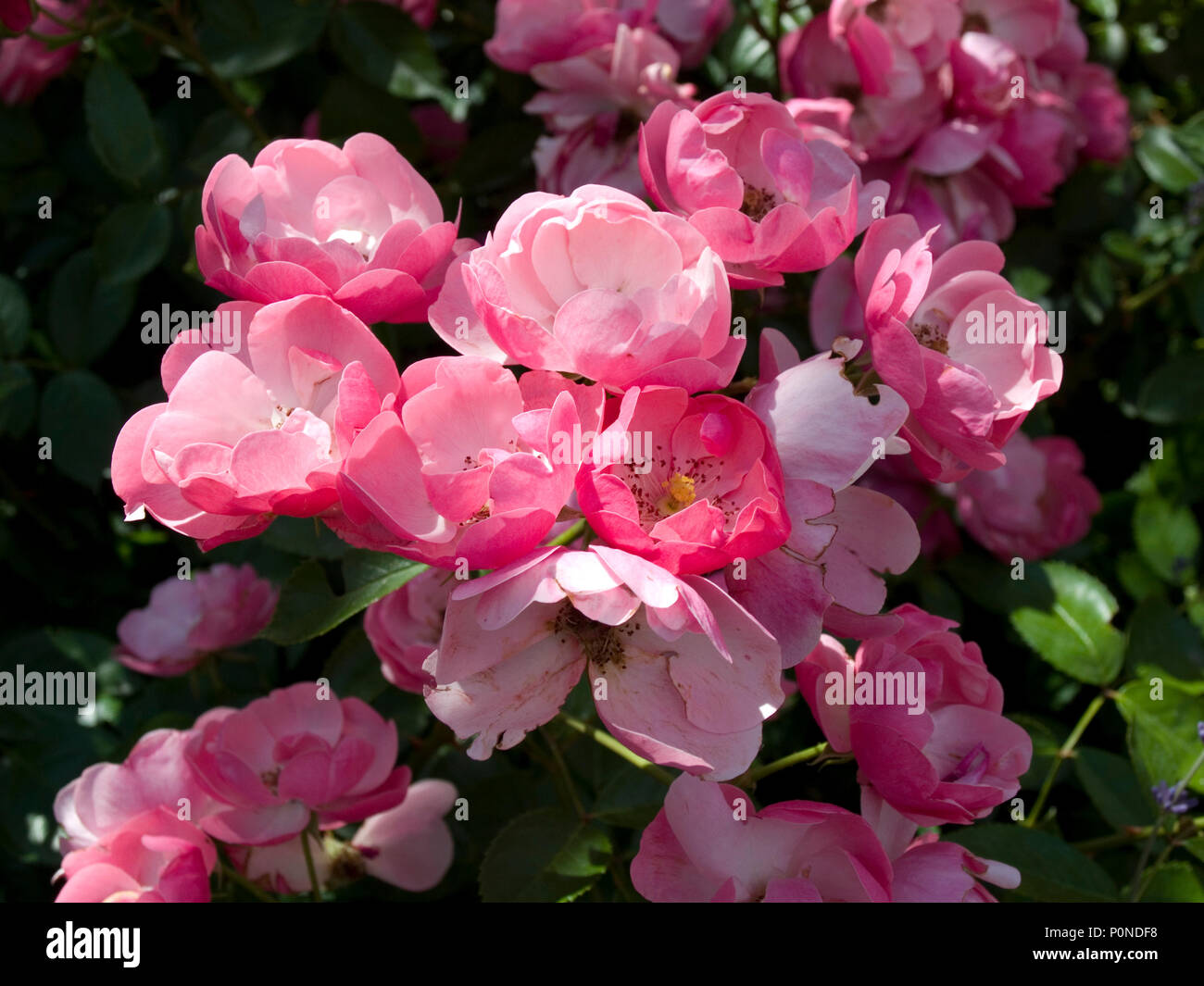 Angela rose hi-res stock photography and images - Alamy