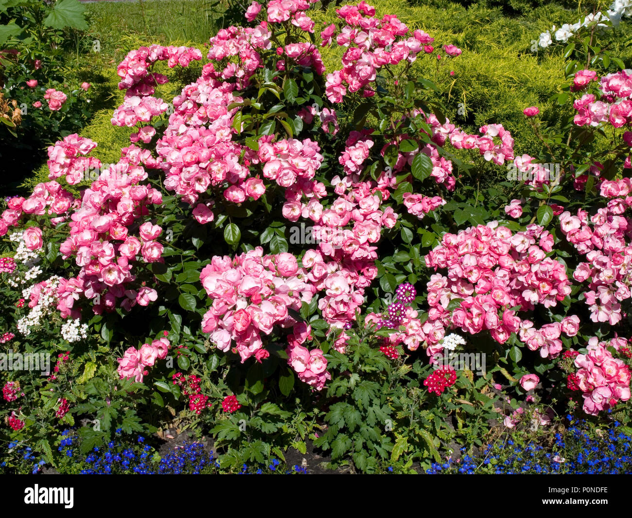 Angela rose hi-res stock photography and images - Alamy