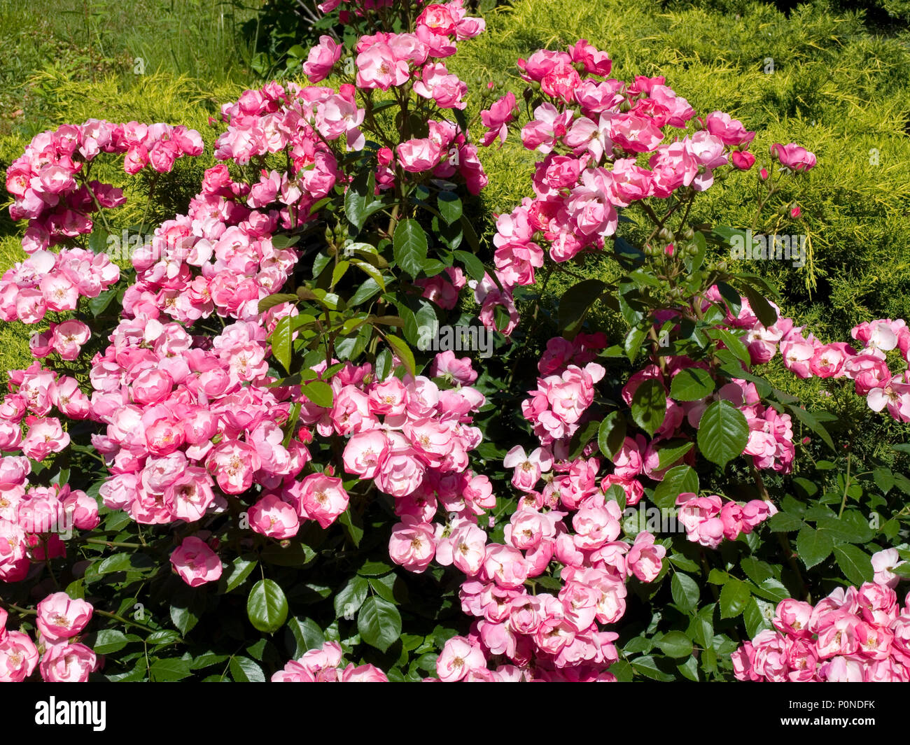 Angela rose bush in the park Stock Photo - Alamy