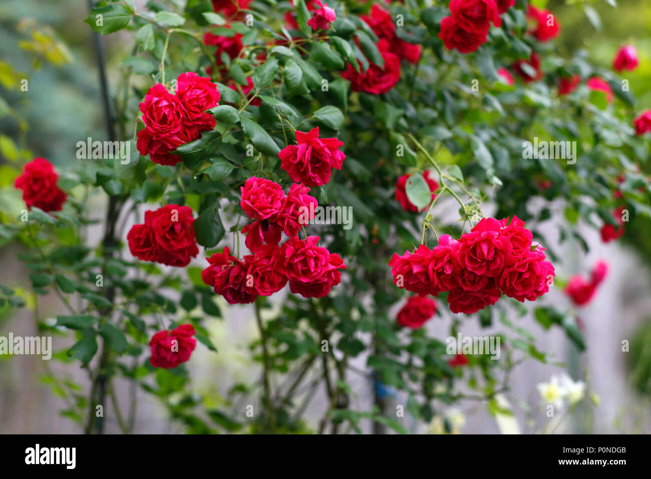 Climbing red rose hi-res stock photography and images - Alamy