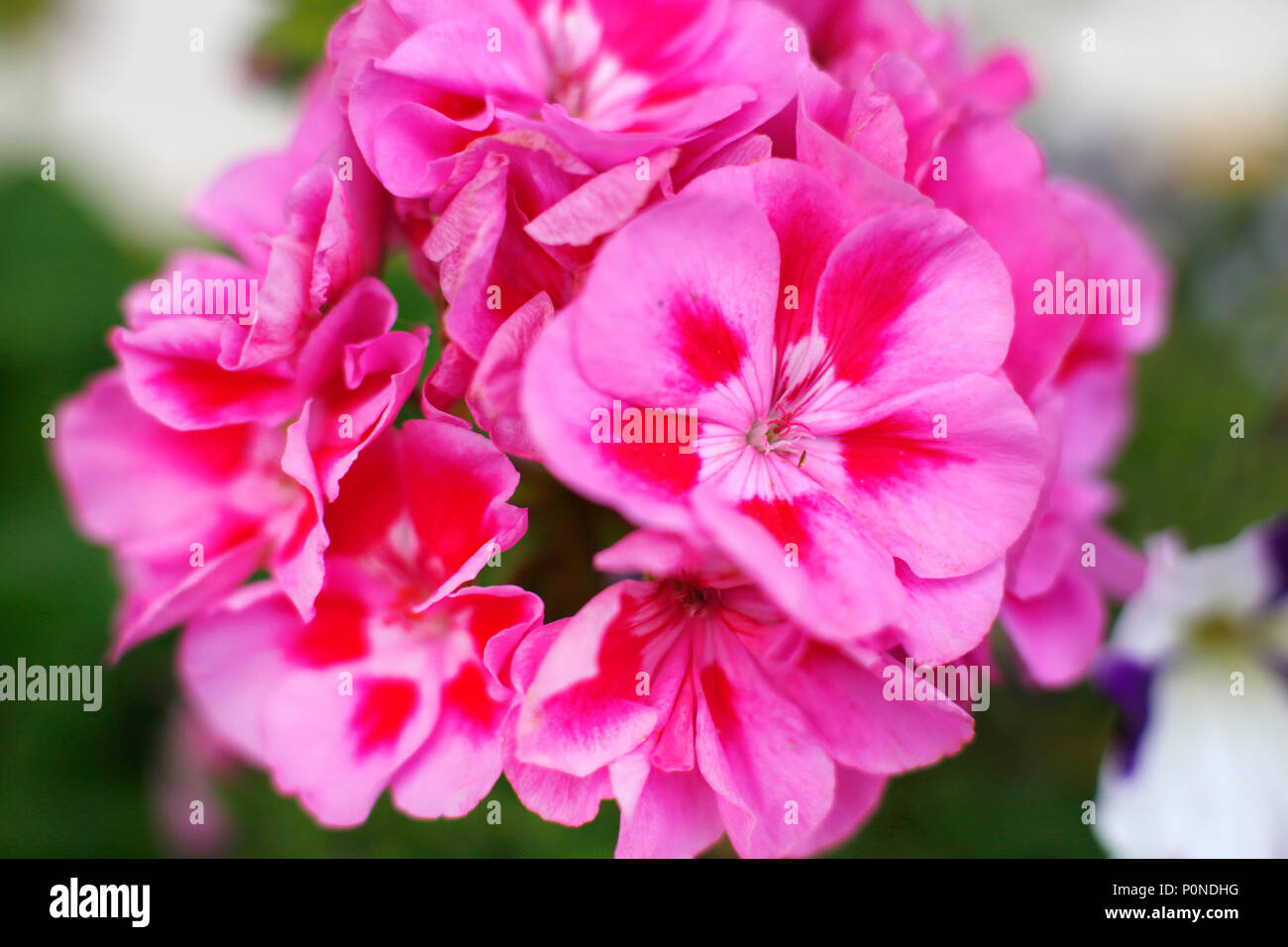 Geranium close hi-res stock photography and images - Alamy