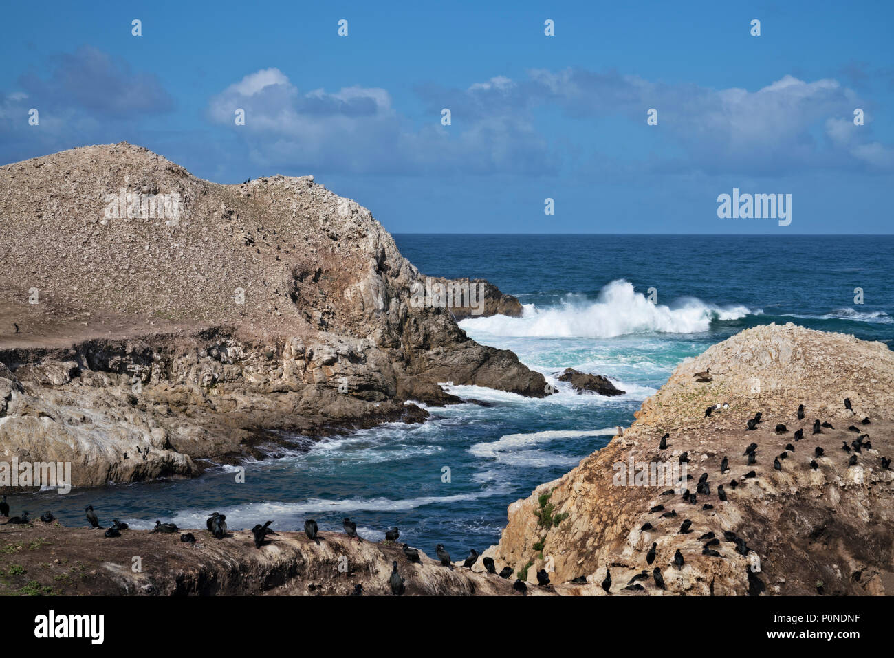 Many types of birds including black Cormorants nest on Bird Island in ...