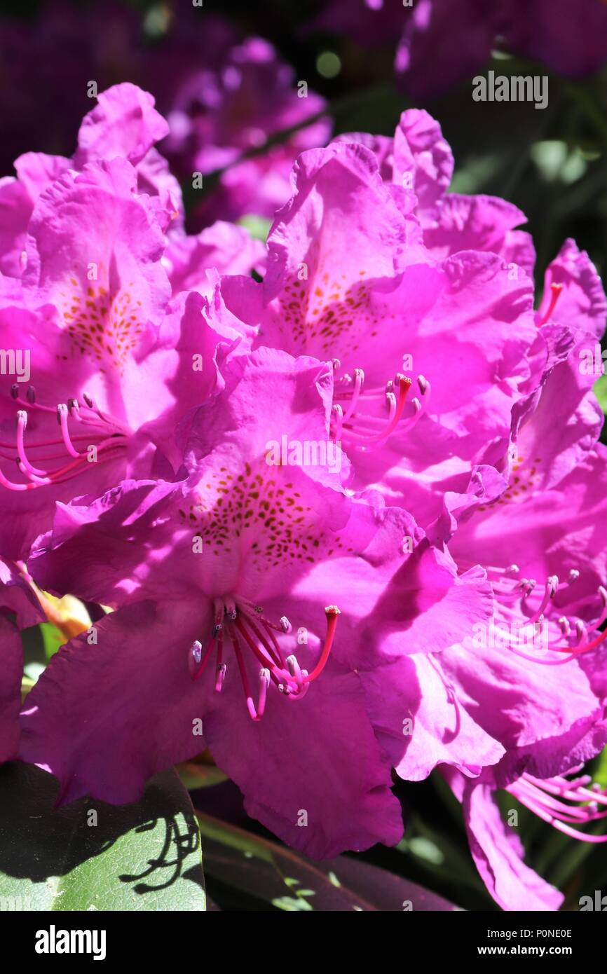 Pink rhododendron in bloom on bush in formal garden Stock Photo - Alamy