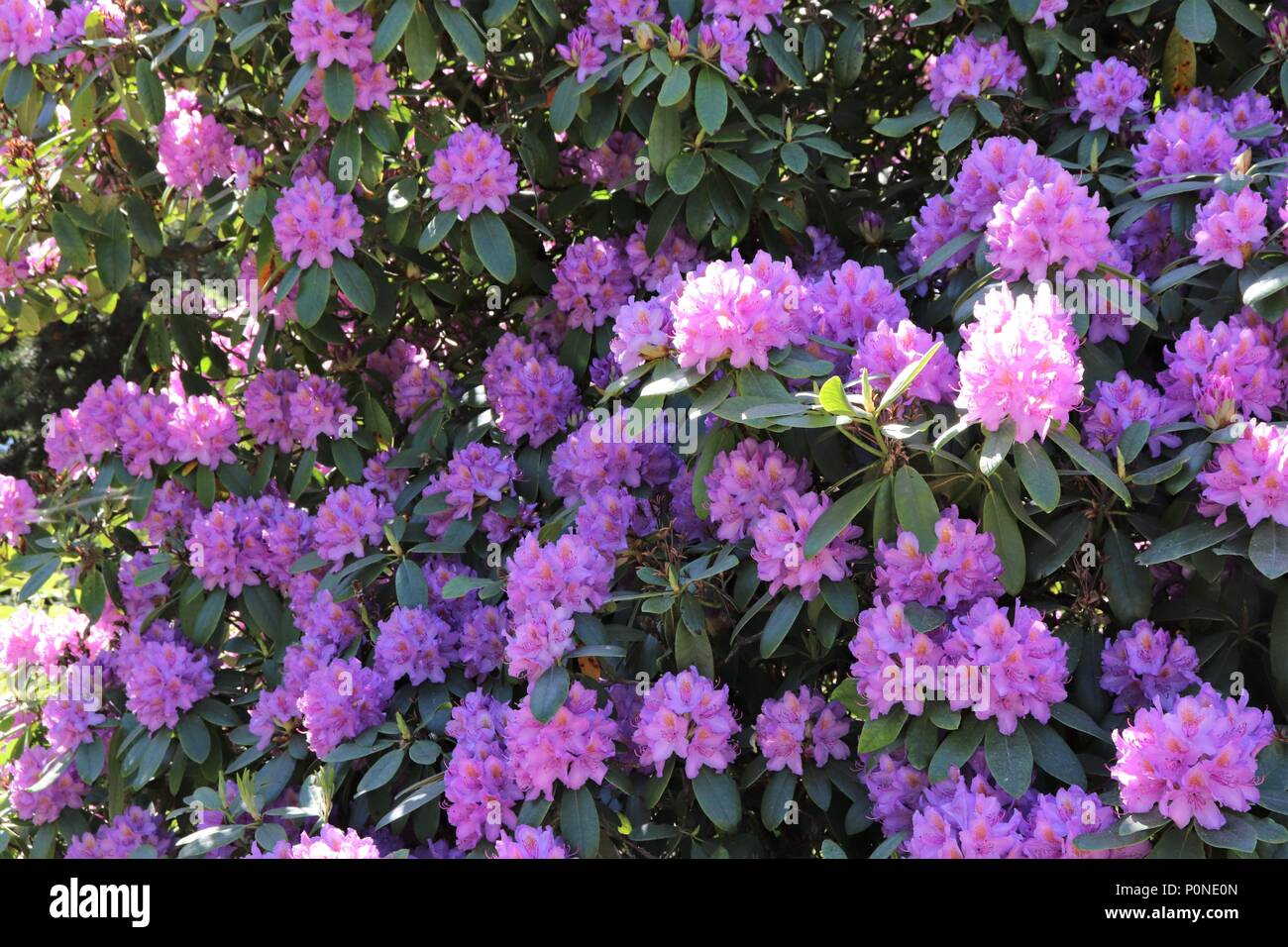 Pink rhododendron in bloom on bush in formal garden Stock Photo - Alamy