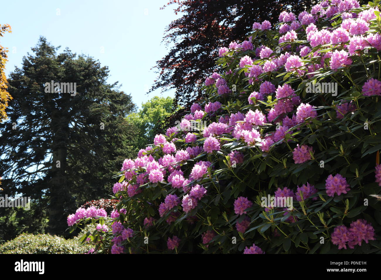 Pink rhododendron in bloom on bush in formal garden Stock Photo - Alamy
