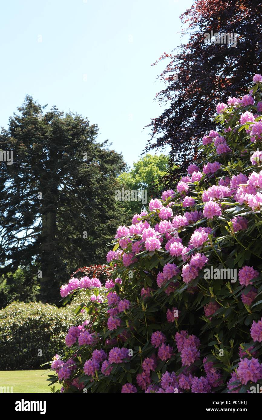 Hardy hybrid rhododendrons hi-res stock photography and images - Alamy