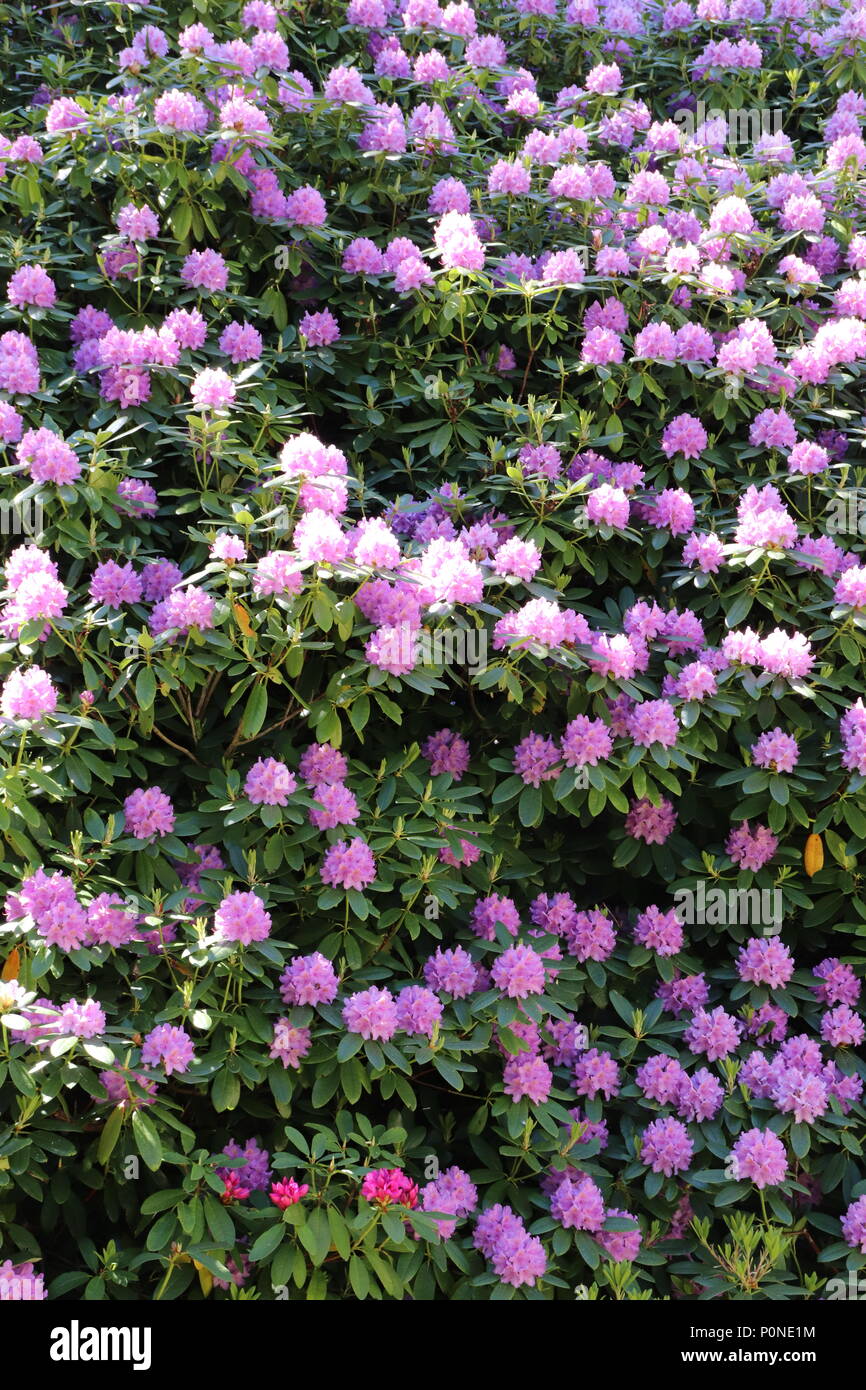Pink rhododendron in bloom on bush in formal garden Stock Photo - Alamy