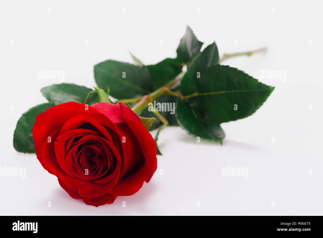 close-up view of beautiful tender red rose flower isolated on white ...