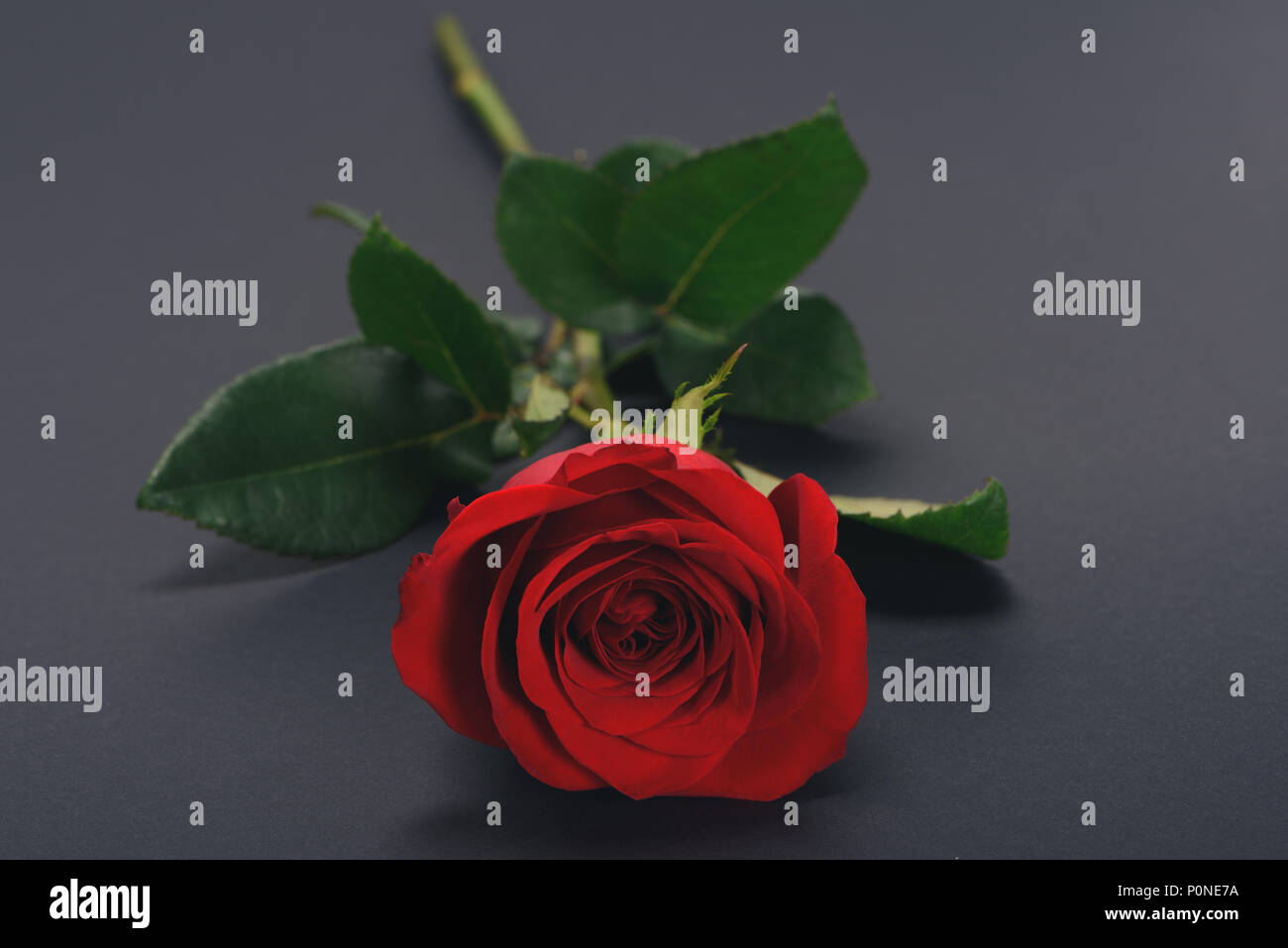 close-up view of beautiful tender red rose flower isolated on grey ...
