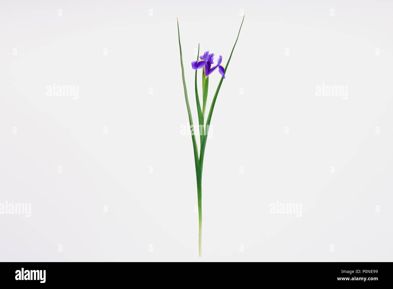 Beautiful blooming iris hi-res stock photography and images - Alamy