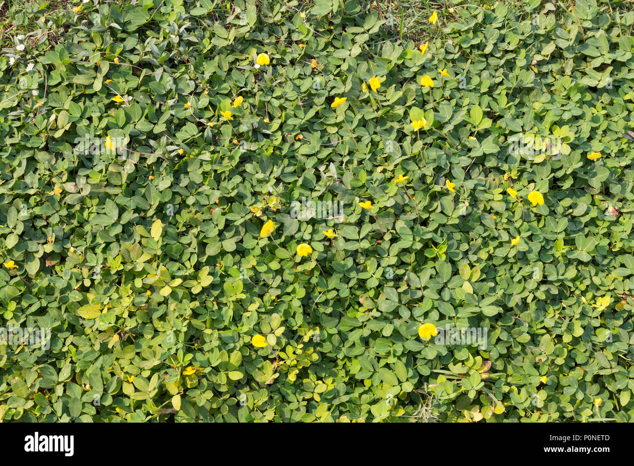 Background of fresh green leaf, effect color Stock Photo - Alamy