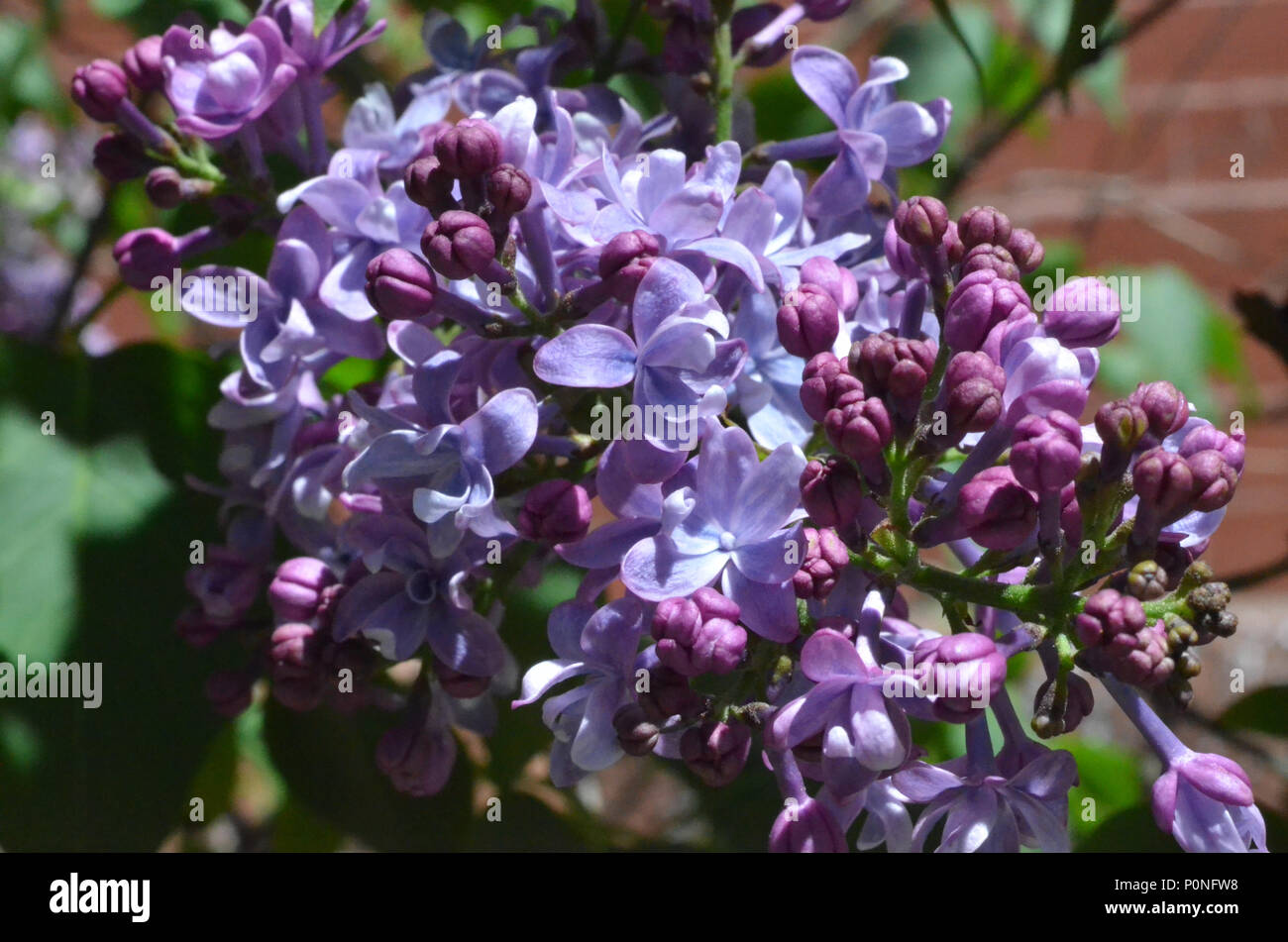 Closeup of purple lilacs Stock Photo - Alamy