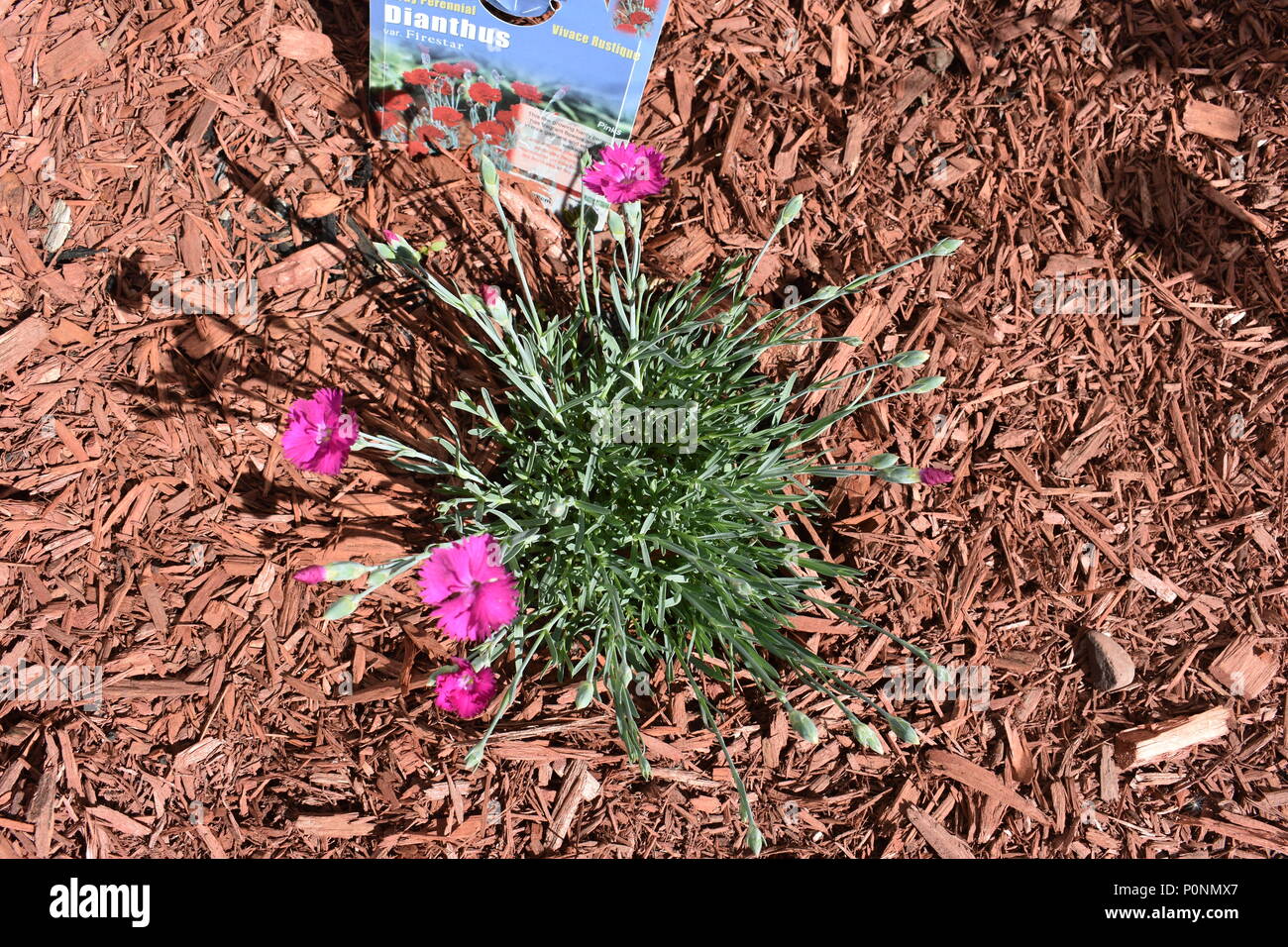 Red flowers around window hi-res stock photography and images - Alamy