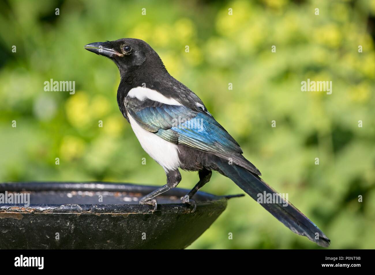 Magpie (Pica pica) in an East Sussex garden, UK Stock Photo - Alamy