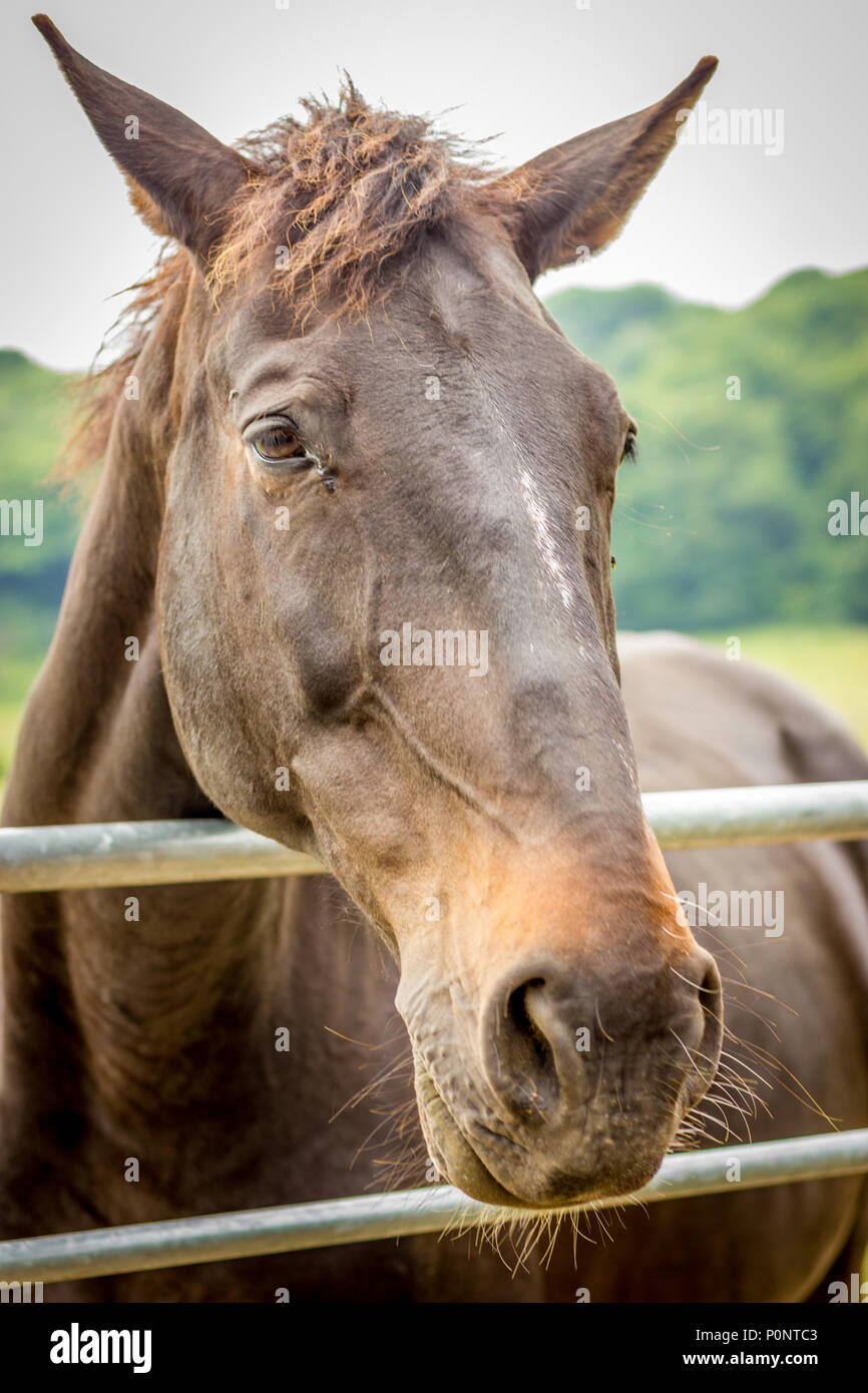 Horse Looking Over Gate High Resolution Stock Photography and Images ...