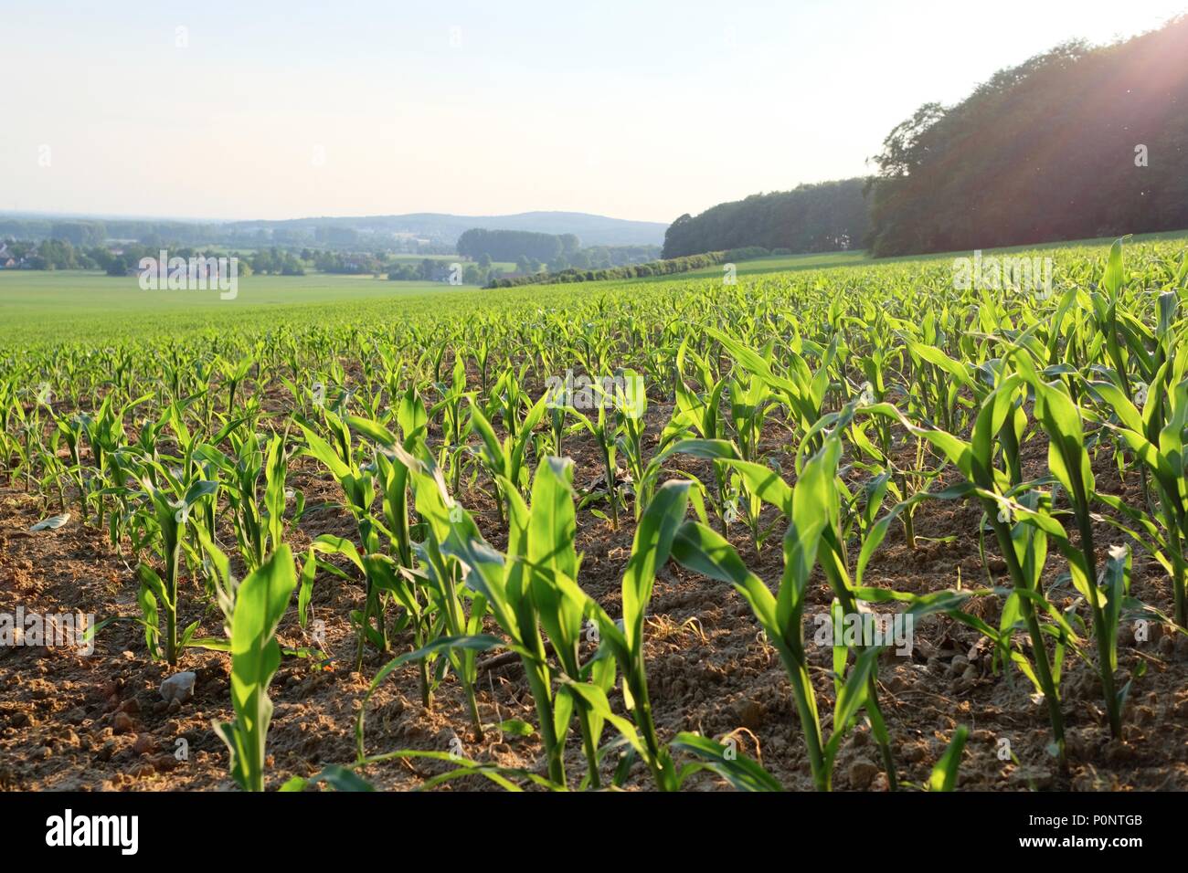 young corn field at sunset against the sun with beams of sunlight and a ...
